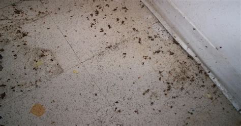 Image result for Cockroach Droppings