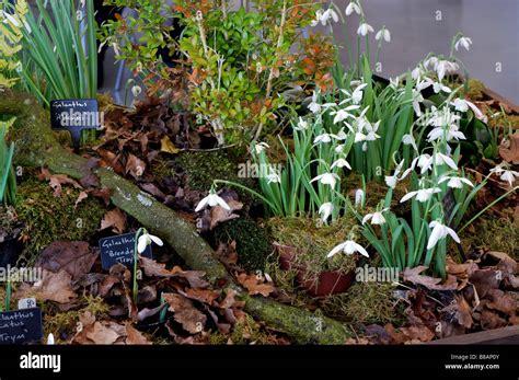 Image result for Snowdrop Varieties