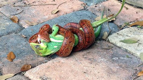 Image result for Python vs Rat Snake