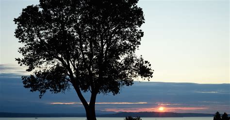 Image result for Phase One Sample