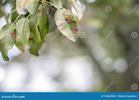 Image result for Pear Tree Leaf Rust