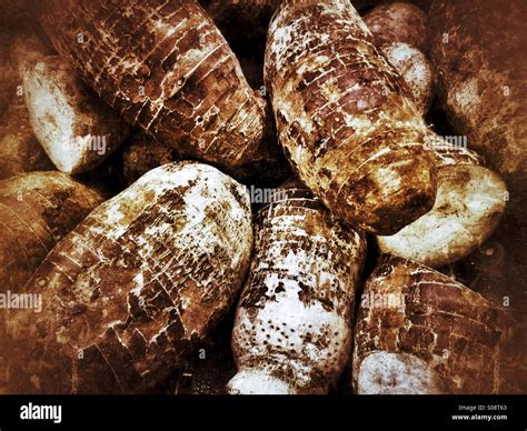 Image result for Different Types of Taro Root