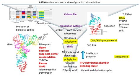 Image result for jTDS Life Science Evolution