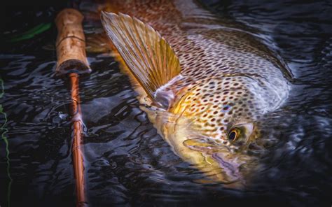 Image result for Vision Fly Fishing Net
