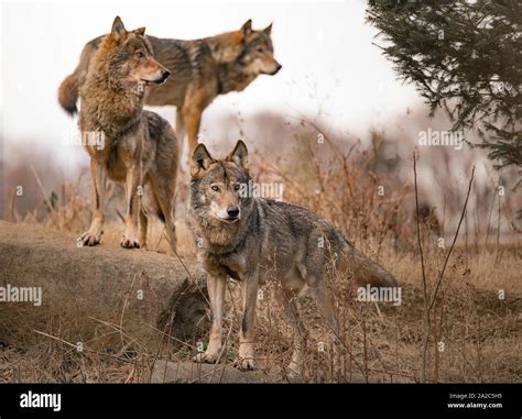 wolf pack wolves Stock Photo - Alamy