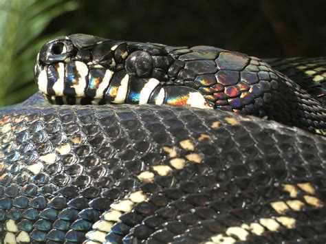 Image result for Boelen's Python