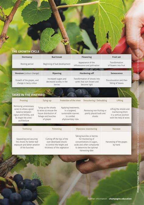 Image result for Vine Success Graph