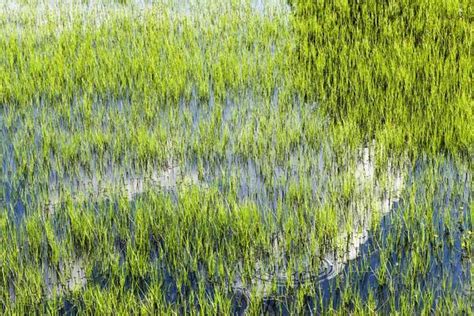 Image result for Minecraft Swamp Block Texture