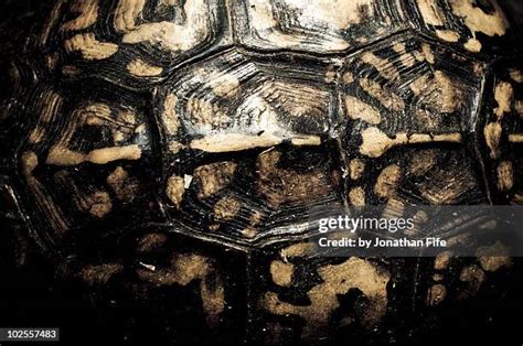 Image result for Empty Turtle Shell