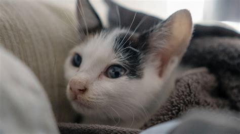 Image result for Chatons Mignons