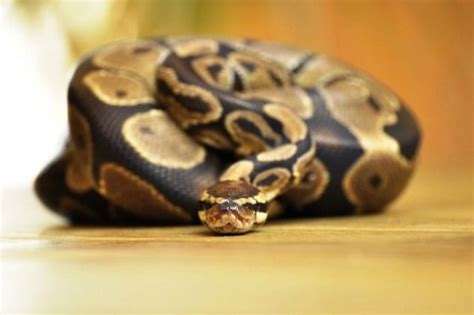 Image result for Bolin Ball Python