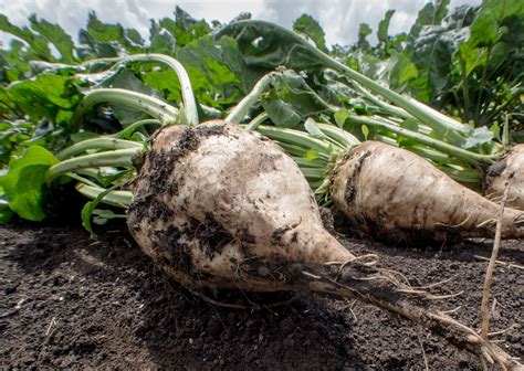 Image result for Sugar Beet Containers
