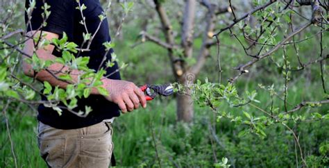 Image result for Pruning an Apple Tree in Spring