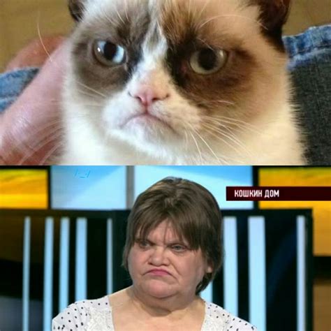 Image result for Grumpy Cat Owner