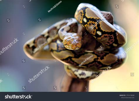 Image result for Python Reticulada
