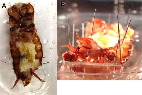 Image result for Cockroach Nervous System