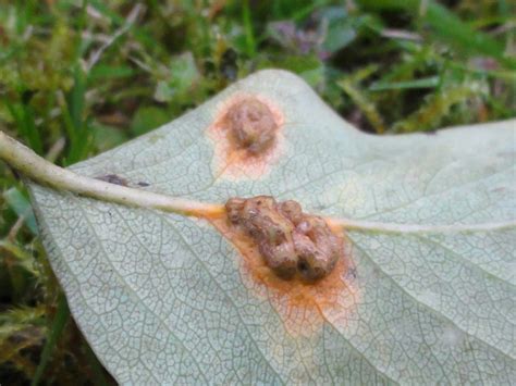 Image result for Pear Rust Circle