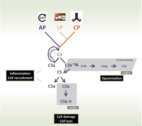 Image result for C4d Complement Cascade