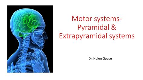 Image result for Extrapyramidal System Ppt