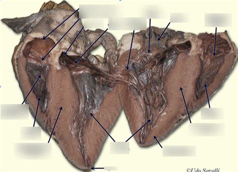 Heart Dissection Diagram | Quizlet