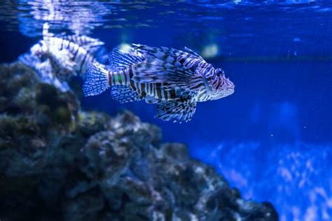 Image result for Zebra Fish