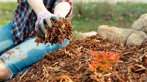 Image result for Live Oak Tree Planting Tips