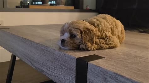 Image result for Cavapoochon Puppy