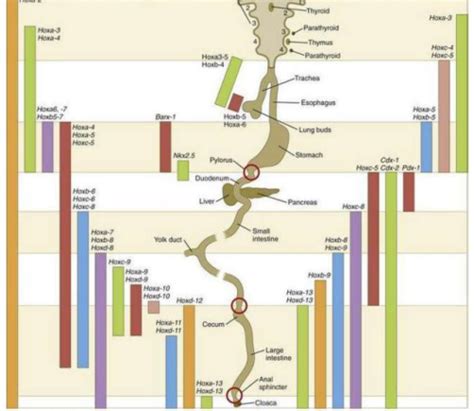 Image result for Invagination