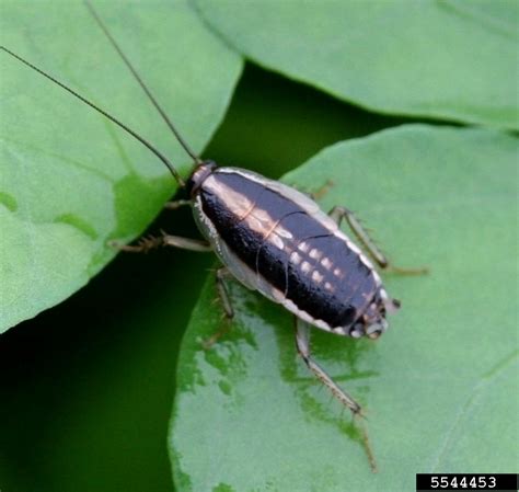Image result for Japanese Cockroach