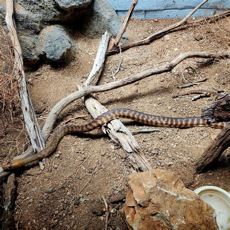 Image result for Woma Python