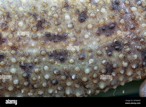 Image result for Lizard In-House