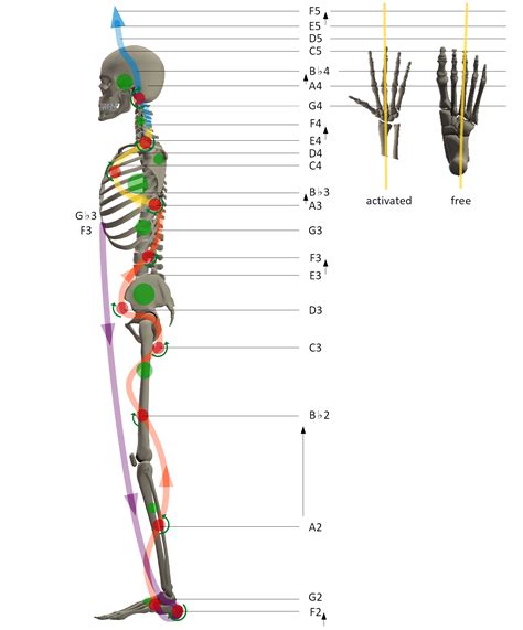 Image result for Organs Lowest Note