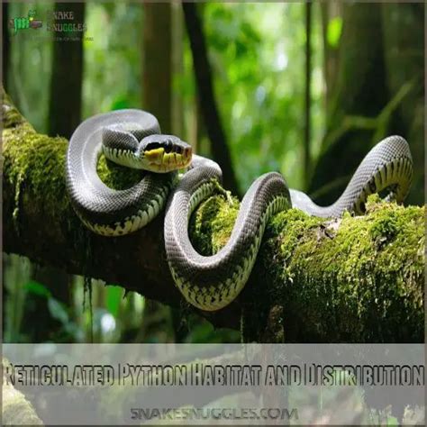 Image result for Biggest Python Snake