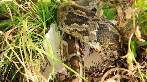 Image result for Snake Python Next to Food