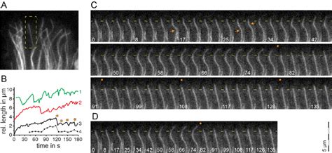 Fast transitions at the cell cortex. (A) Microtubules “captured” at the ...