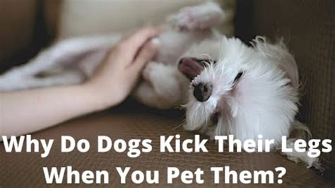 Image result for Dogs Back Legs Shake