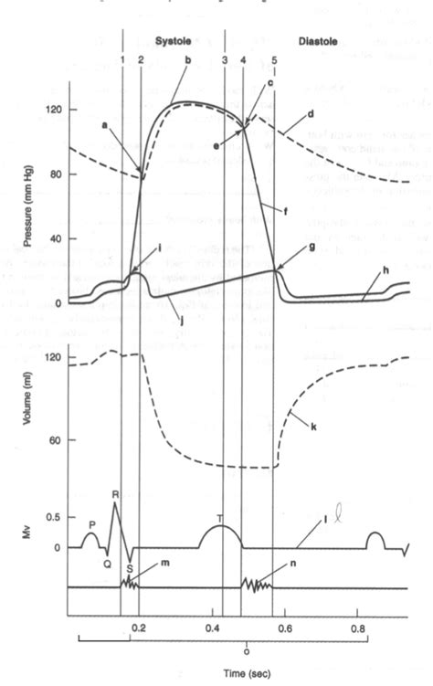 Image result for Cardiac Cycle Graph