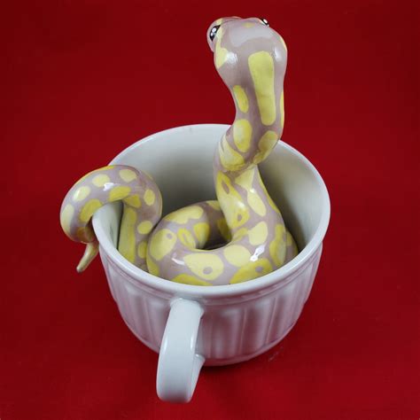 Image result for Ball Python Cup