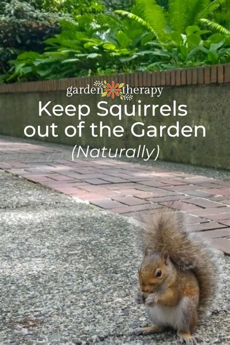 Image result for Getting Squirrels Out of Trees