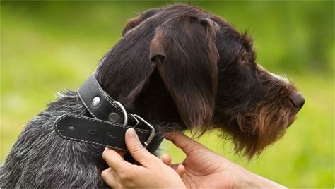 Image result for Sharp Training Collars for Dogs