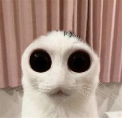Image result for Alien Cat Meme Origin