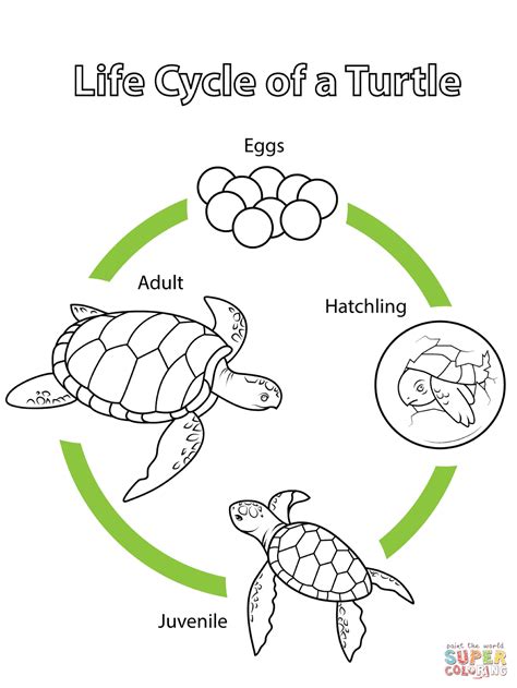 Image result for Turtle Life Cycle Videos