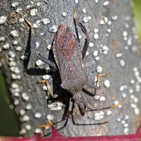 Image result for Ash Tree Bug