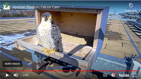 Image result for Box Camera Falcon