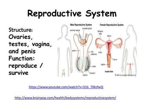 Image result for BrainPOP Endocrine System
