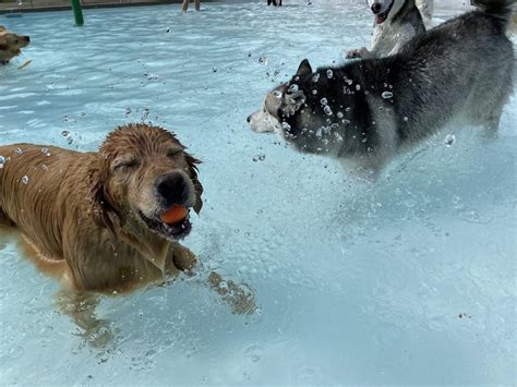Image result for Pool Party for Dogs