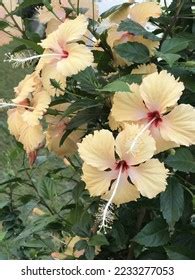 Image result for C.c. Catch Interview