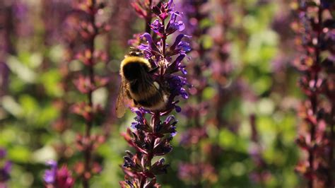 Image result for Pollinating Types of Bees