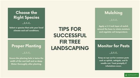 Image result for Fir Tree Identification