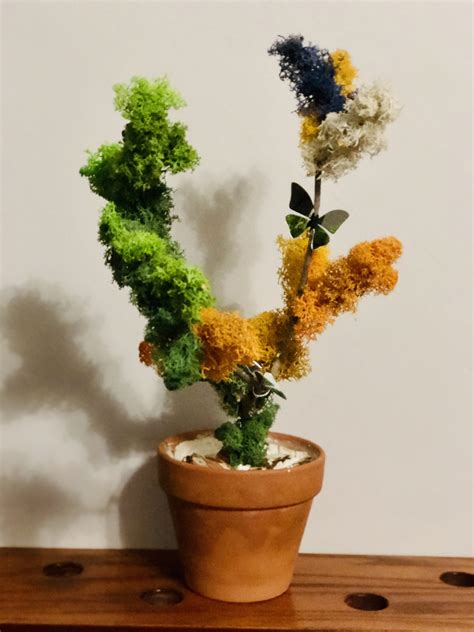 Image result for DIY Java Moss Bonsai Tree